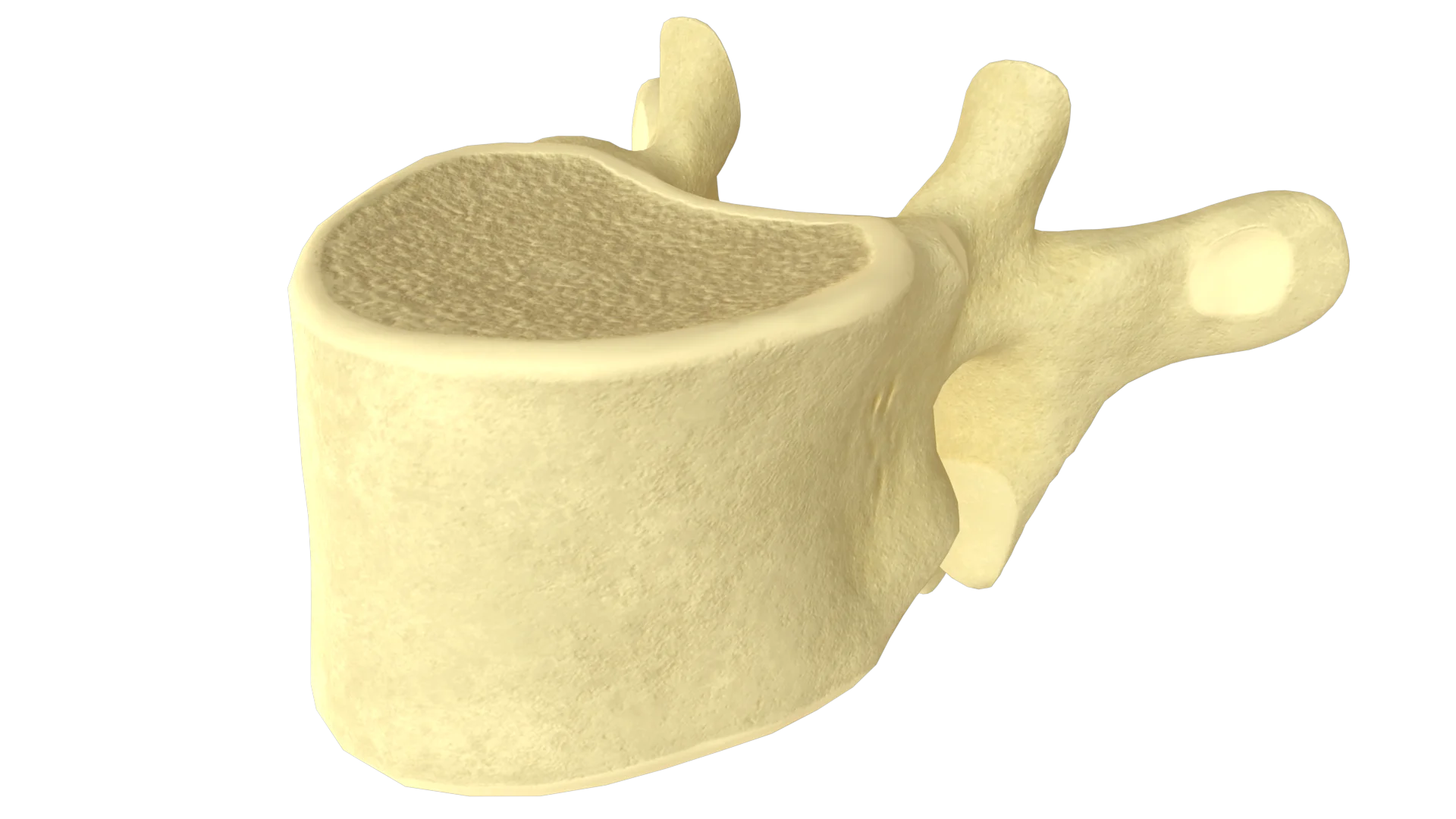 Modèle 3D d'anatomie de vertèbre (structure typique) | VOKA